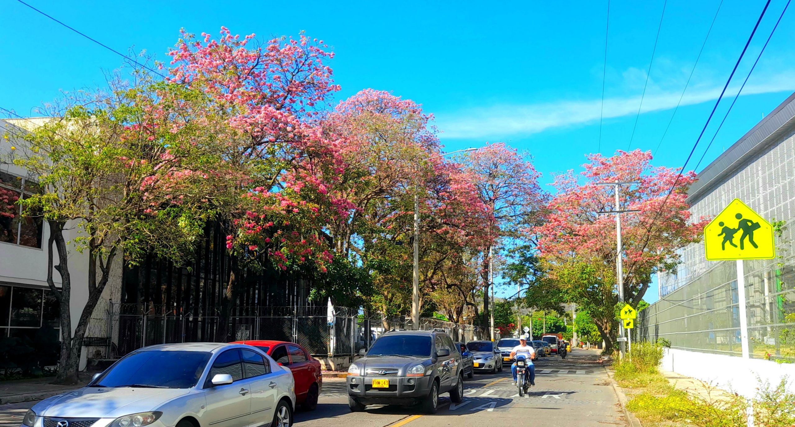 Valledupar vestida de rosado - Mi Diario Informa